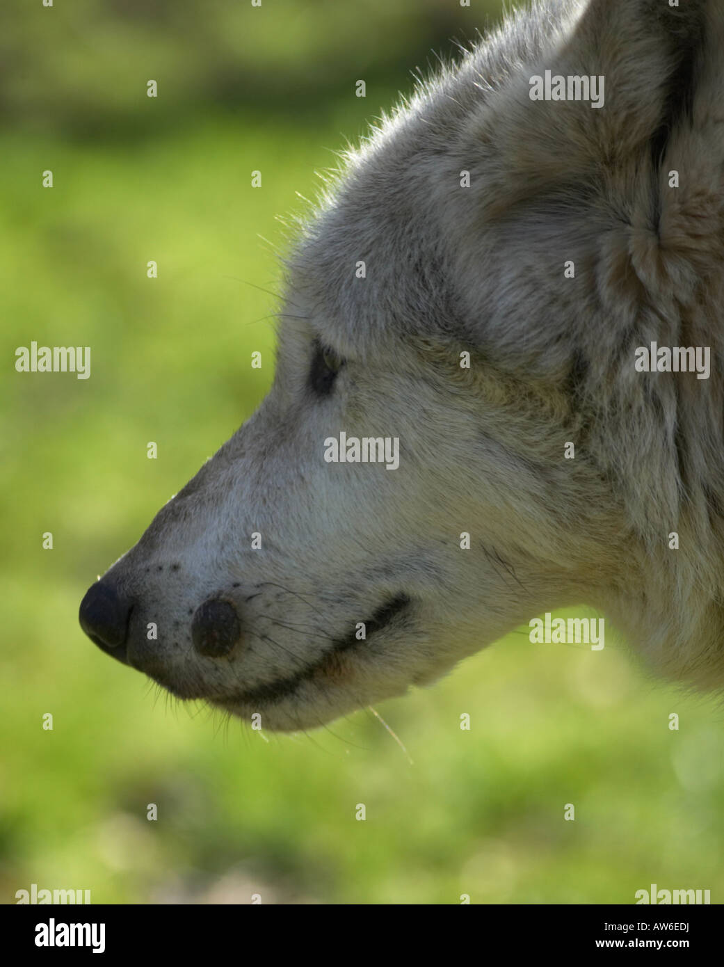 Howl wolf hi-res stock photography and images - Alamy