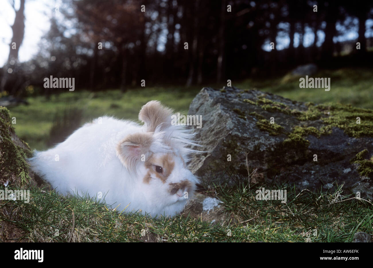 Lions mane rabbit outside Stock Photo - Alamy
