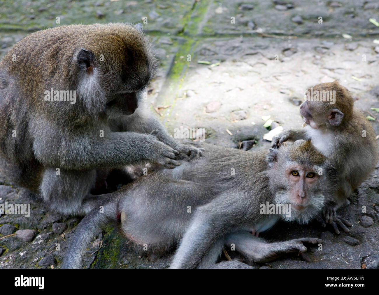 A Small Family Of Long Tailed Macaques Macaca Fascicularis Monkeys In ...