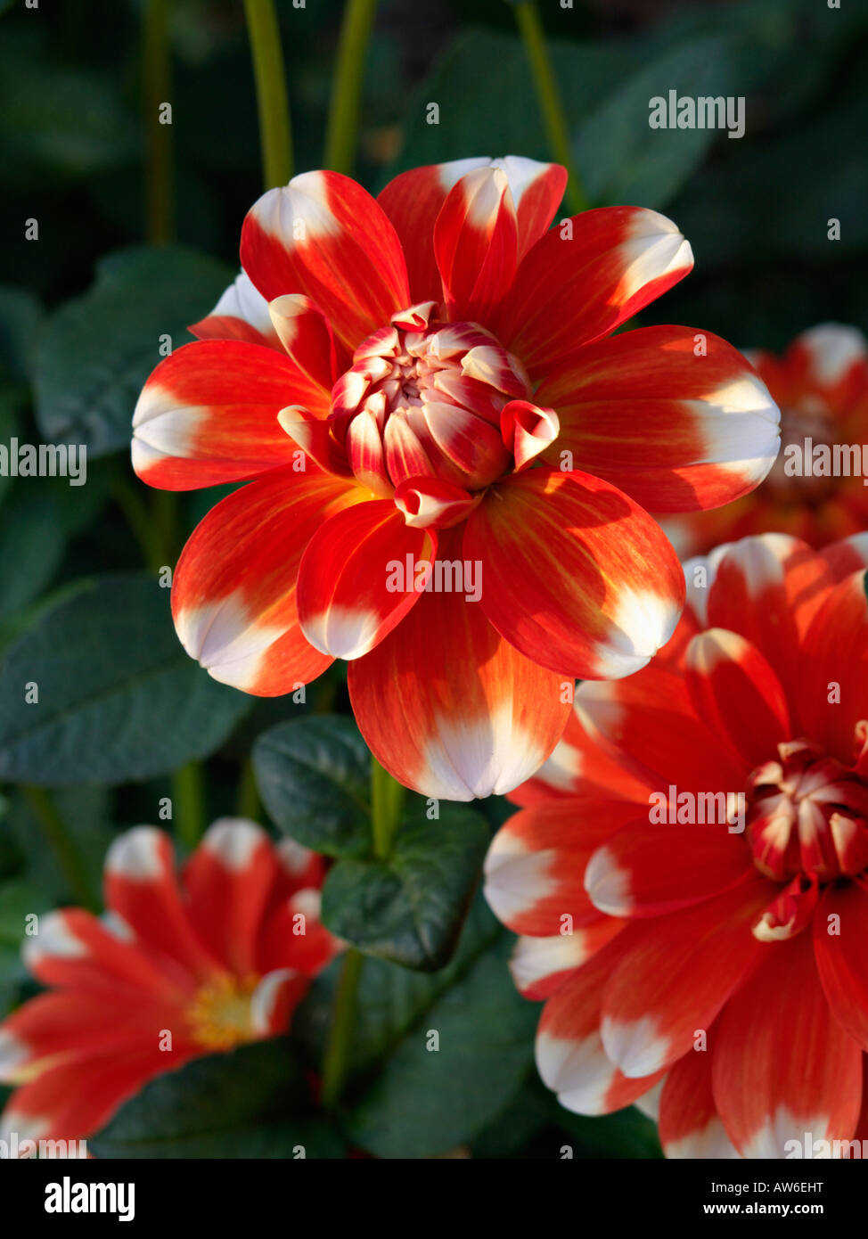 Cactus dahlia (Dahlia Candy Cane Stock Photo - Alamy