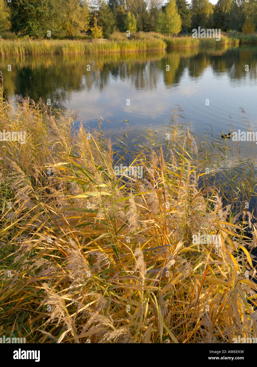 Common reed (Phragmites australis Stock Photo - Alamy