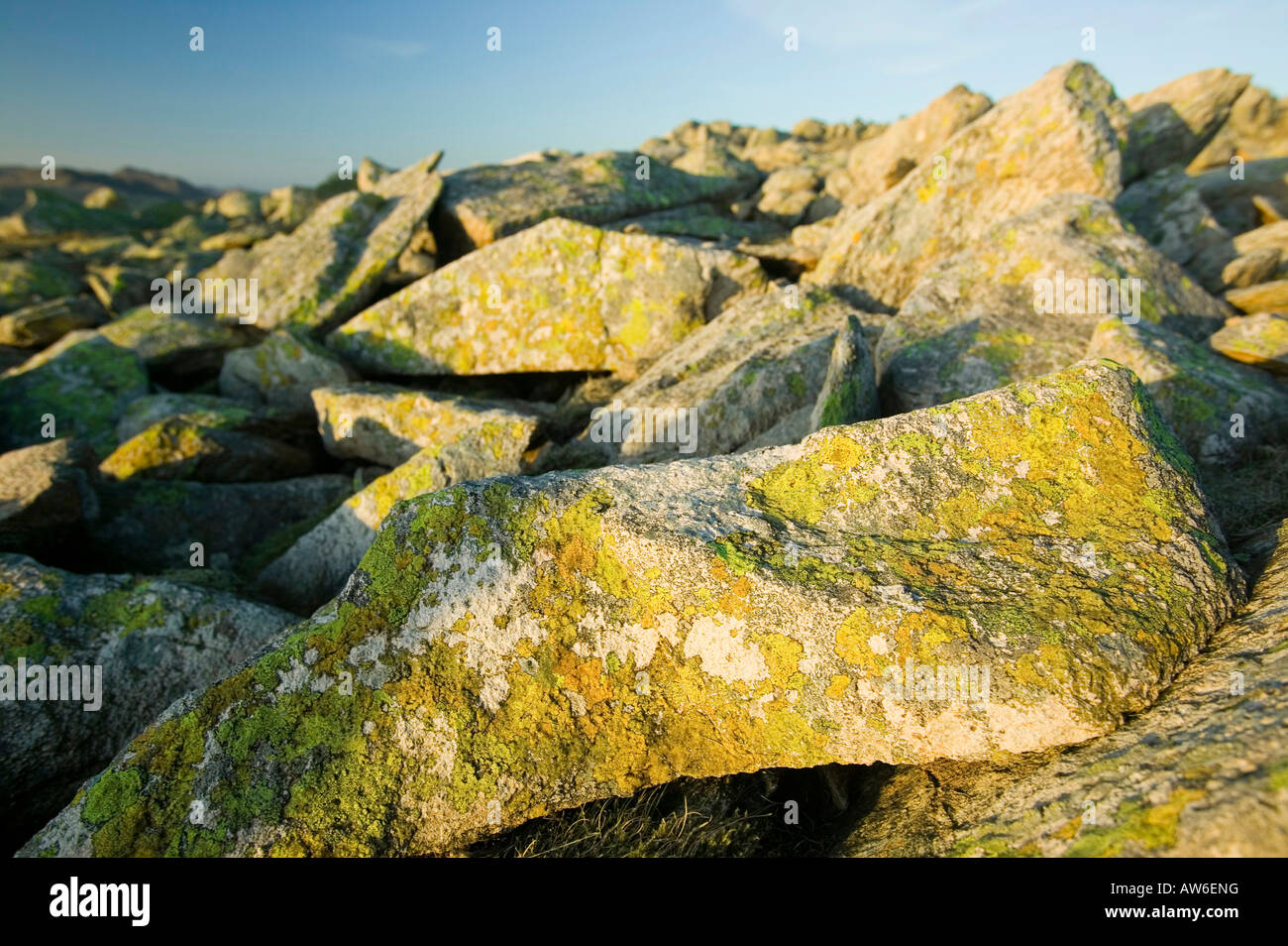 Lichen on rocks on Swirl Howe Lake District UK Stock Photo - Alamy