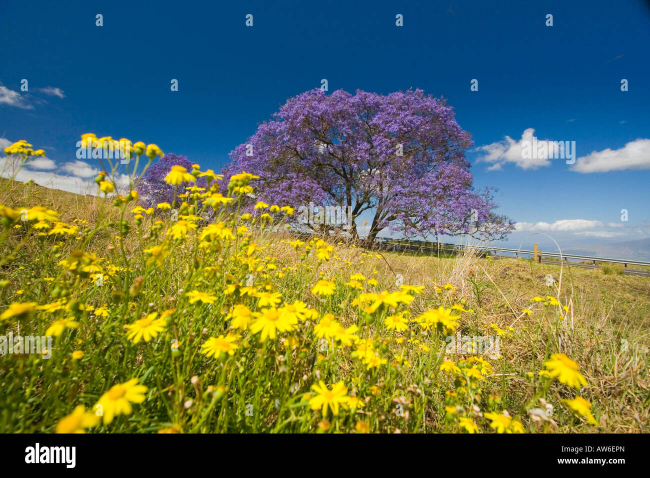 L10486 hi-res stock photography and images - Alamy