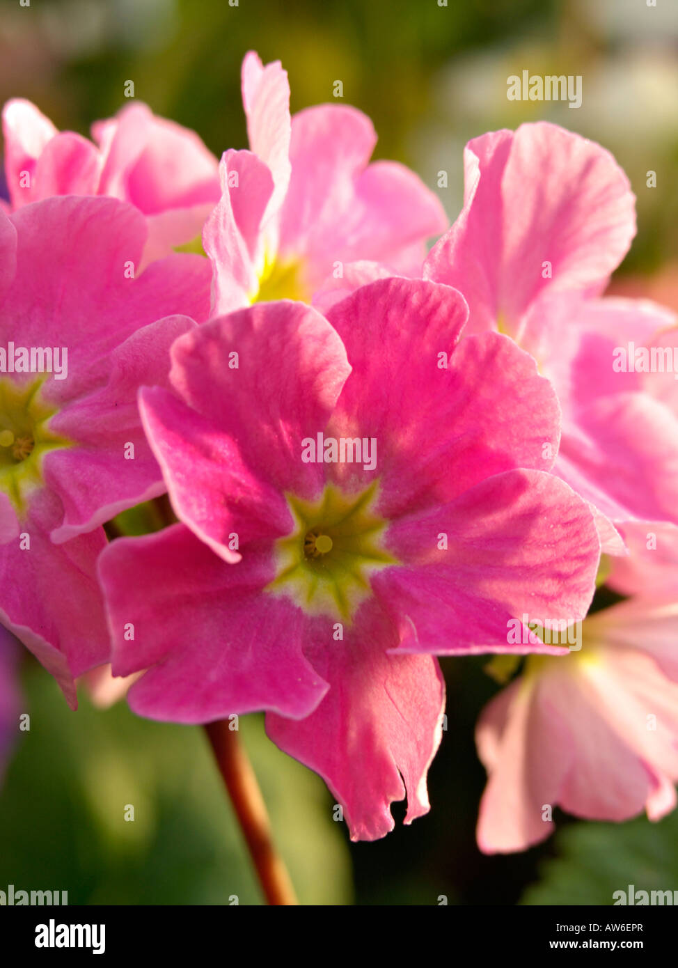 Primula obconica hi-res stock photography and images - Alamy
