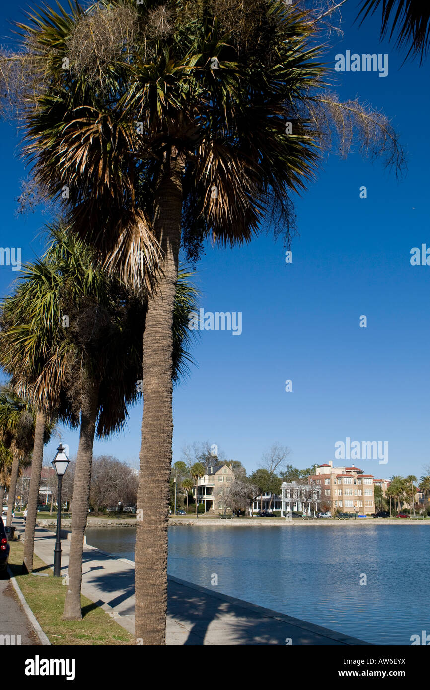 Beach South Carolina Palmetto Trees
