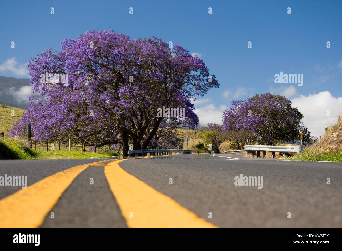 Lavender blossoms on a jacaranda tree, Jacaranda mimosifolia, beside ...