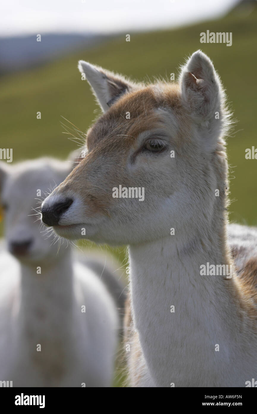 Fallow deer ruminant mammal hi-res stock photography and images - Alamy