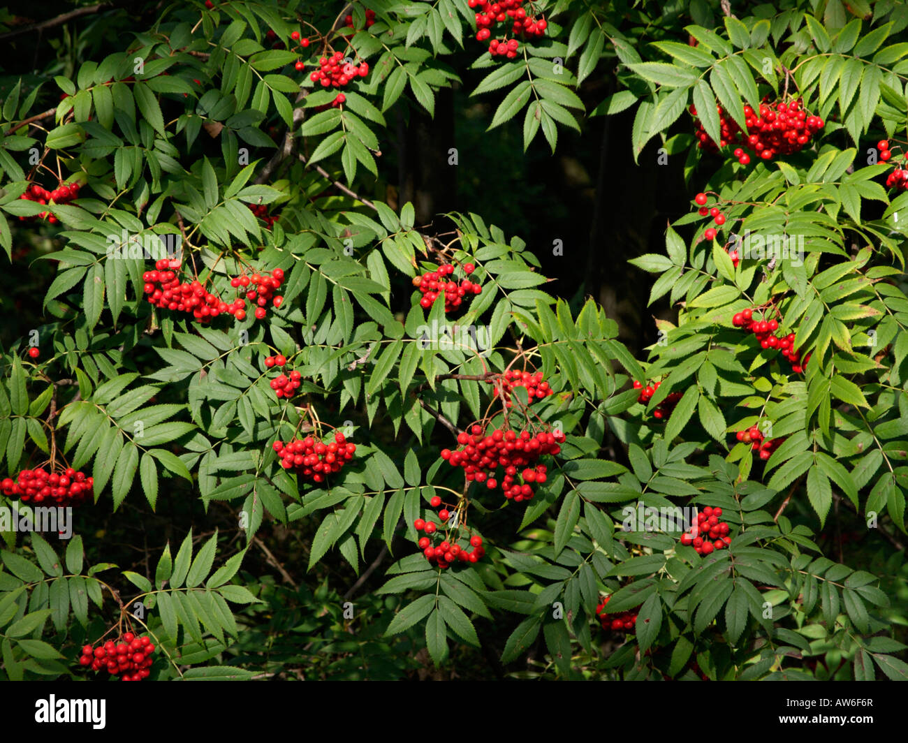 Japanese rowan (Sorbus commixta Stock Photo - Alamy