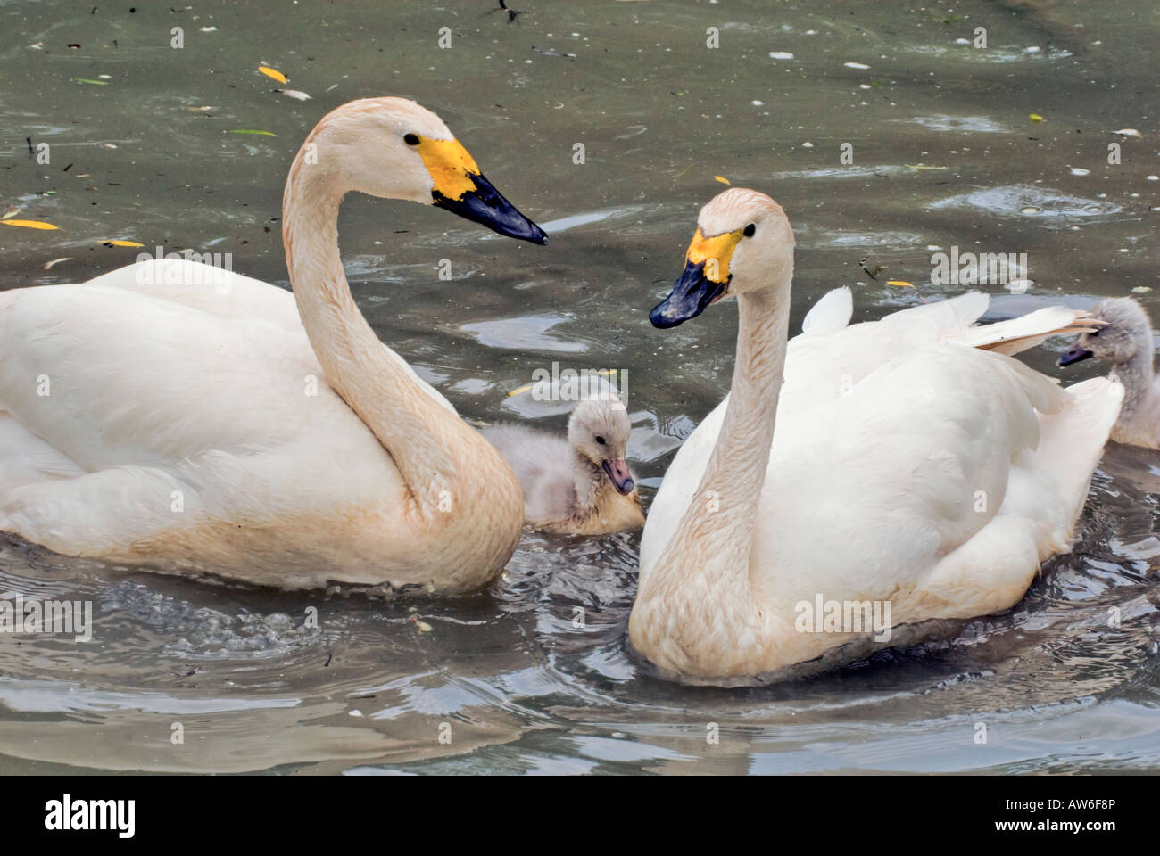Family Bewicks Swan Tundra Cygnus columbianus Stock Photo - Alamy