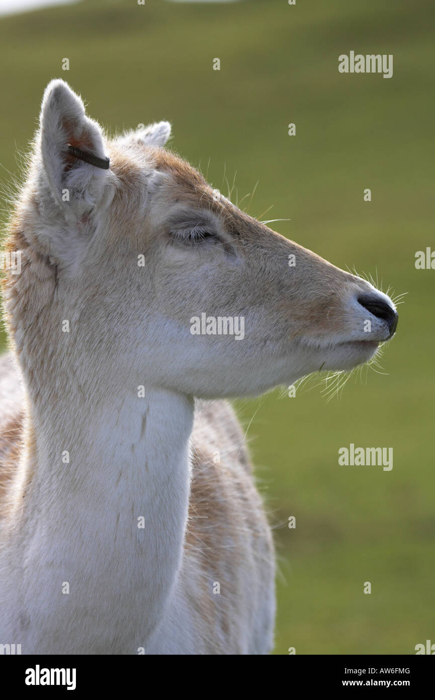 Fallow deer ruminant mammal hi-res stock photography and images - Alamy