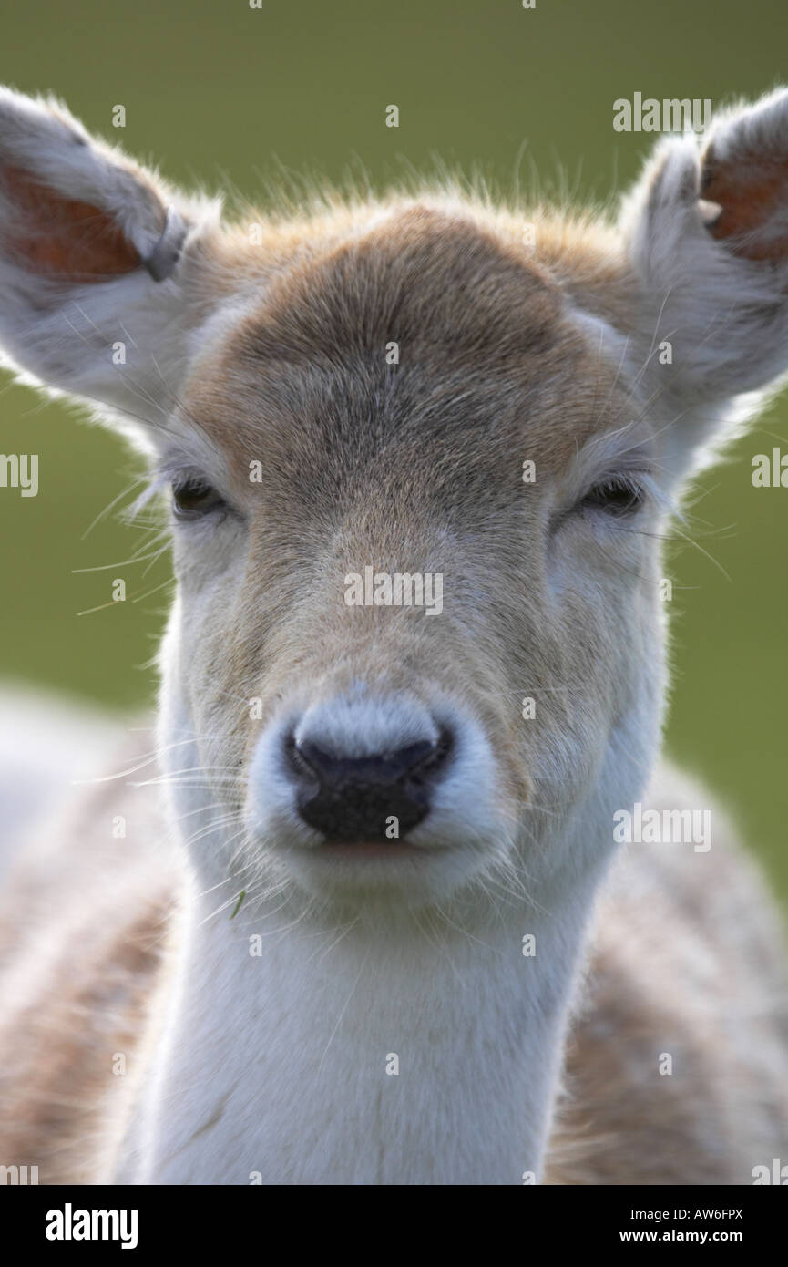 Fallow deer ruminant mammal hi-res stock photography and images - Alamy