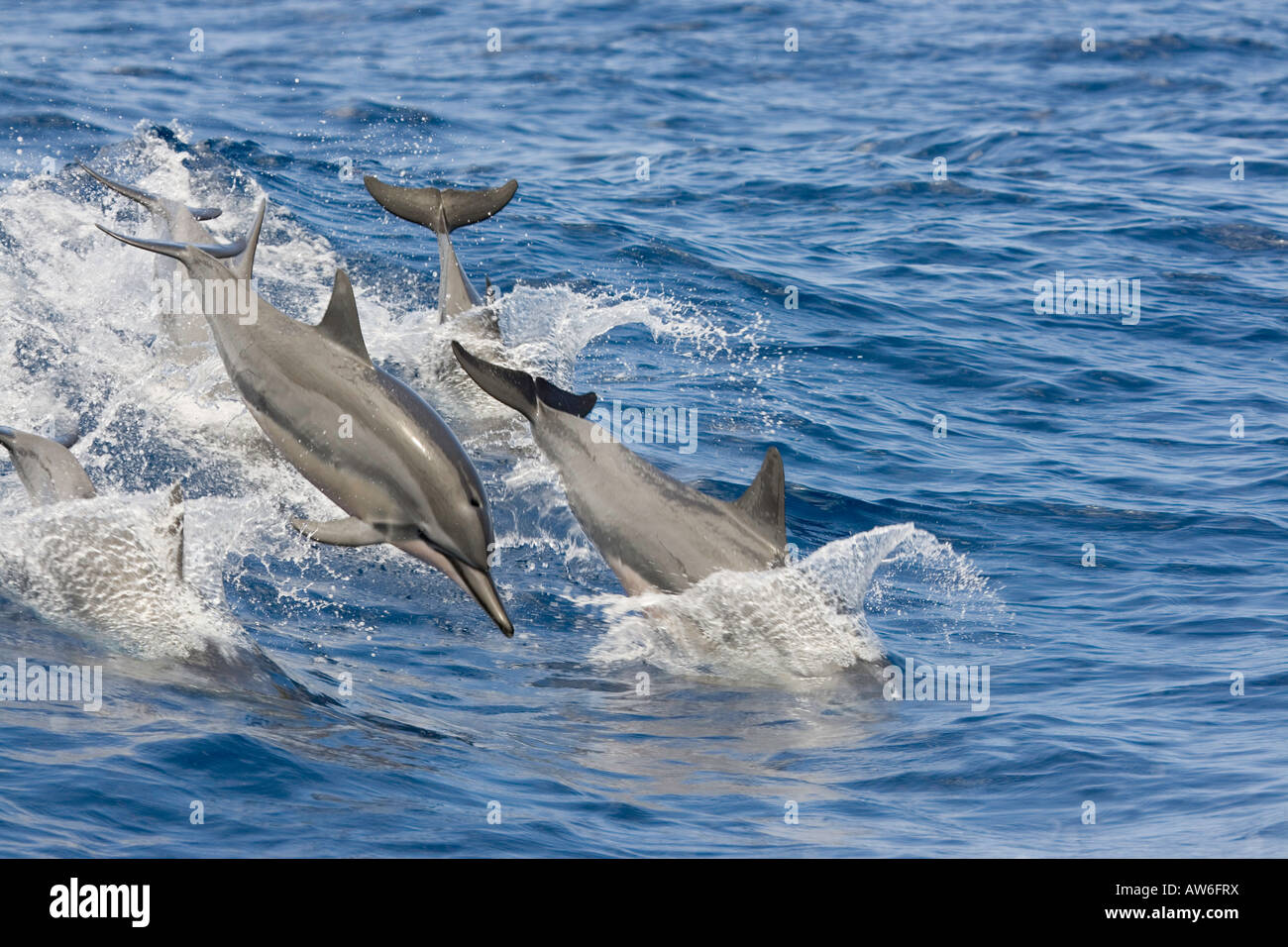Spinner dolphin, Stenella longirostris, leap into the Pacific air at ...