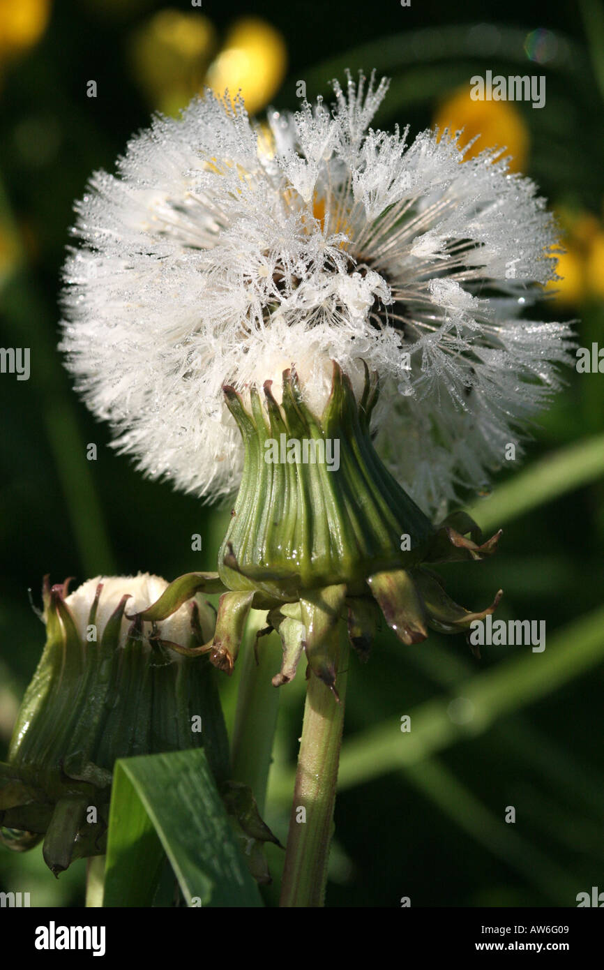 Dandelion Taraxacum officinale Composite Compositae Family Stock Photo ...