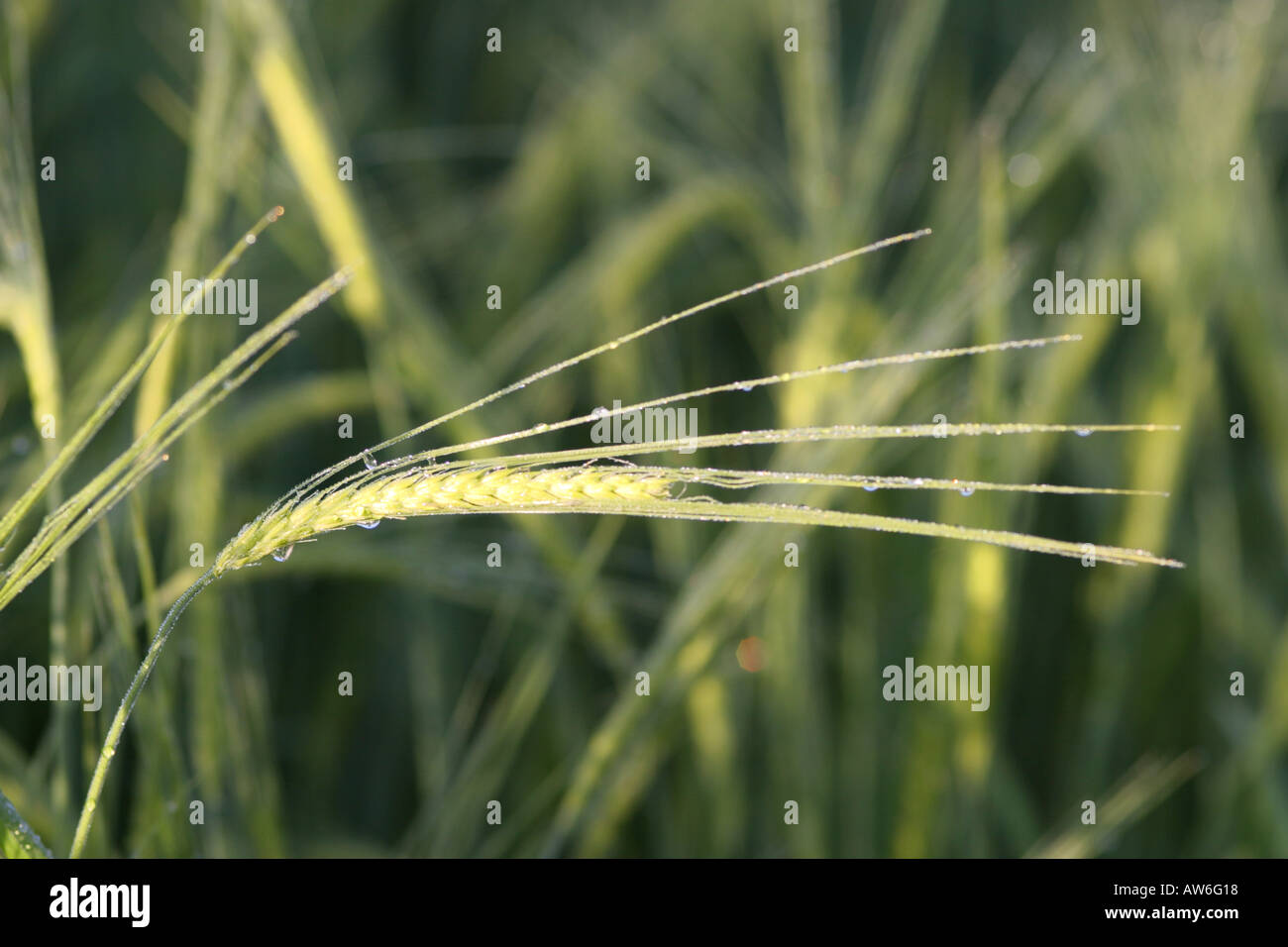 Barley spikes hi-res stock photography and images - Alamy