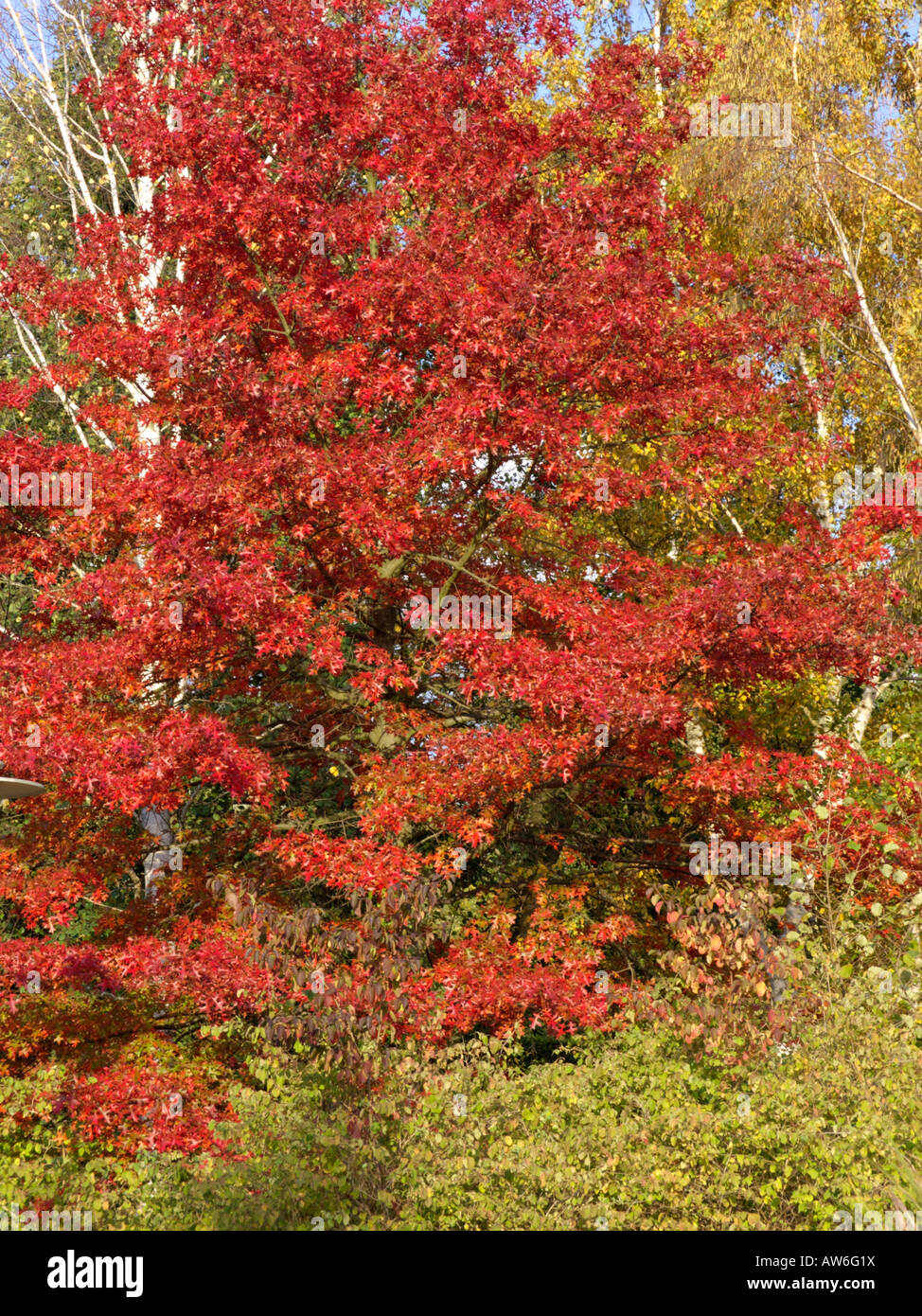 Quercus fagaceae hi-res stock photography and images - Alamy