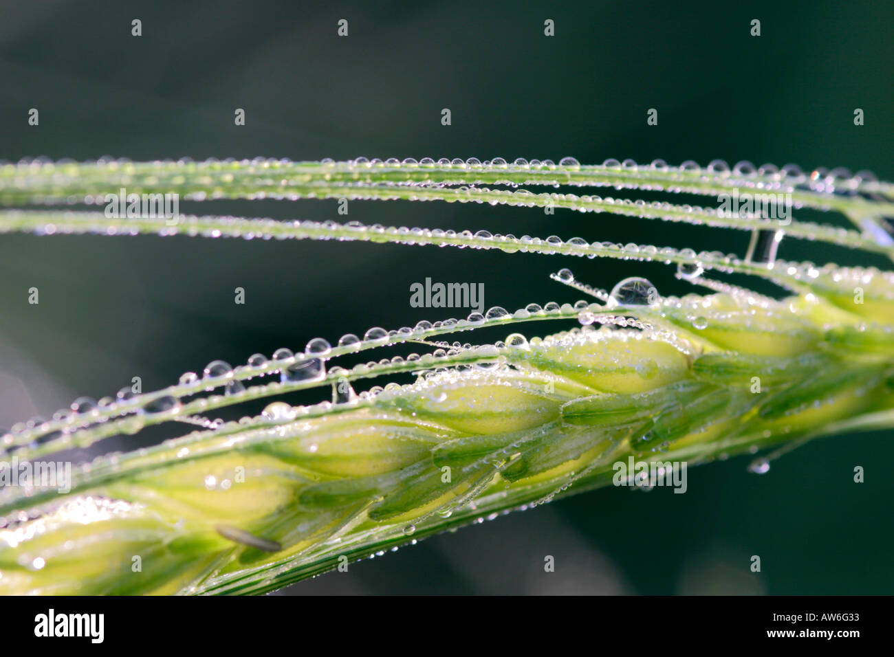 Ear drops england hi-res stock photography and images - Alamy