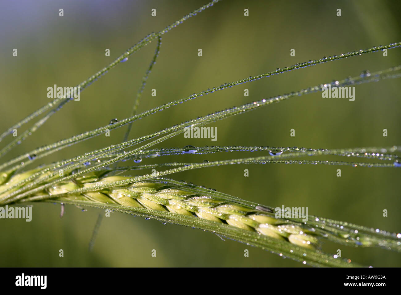 Ear drops england hi-res stock photography and images - Alamy
