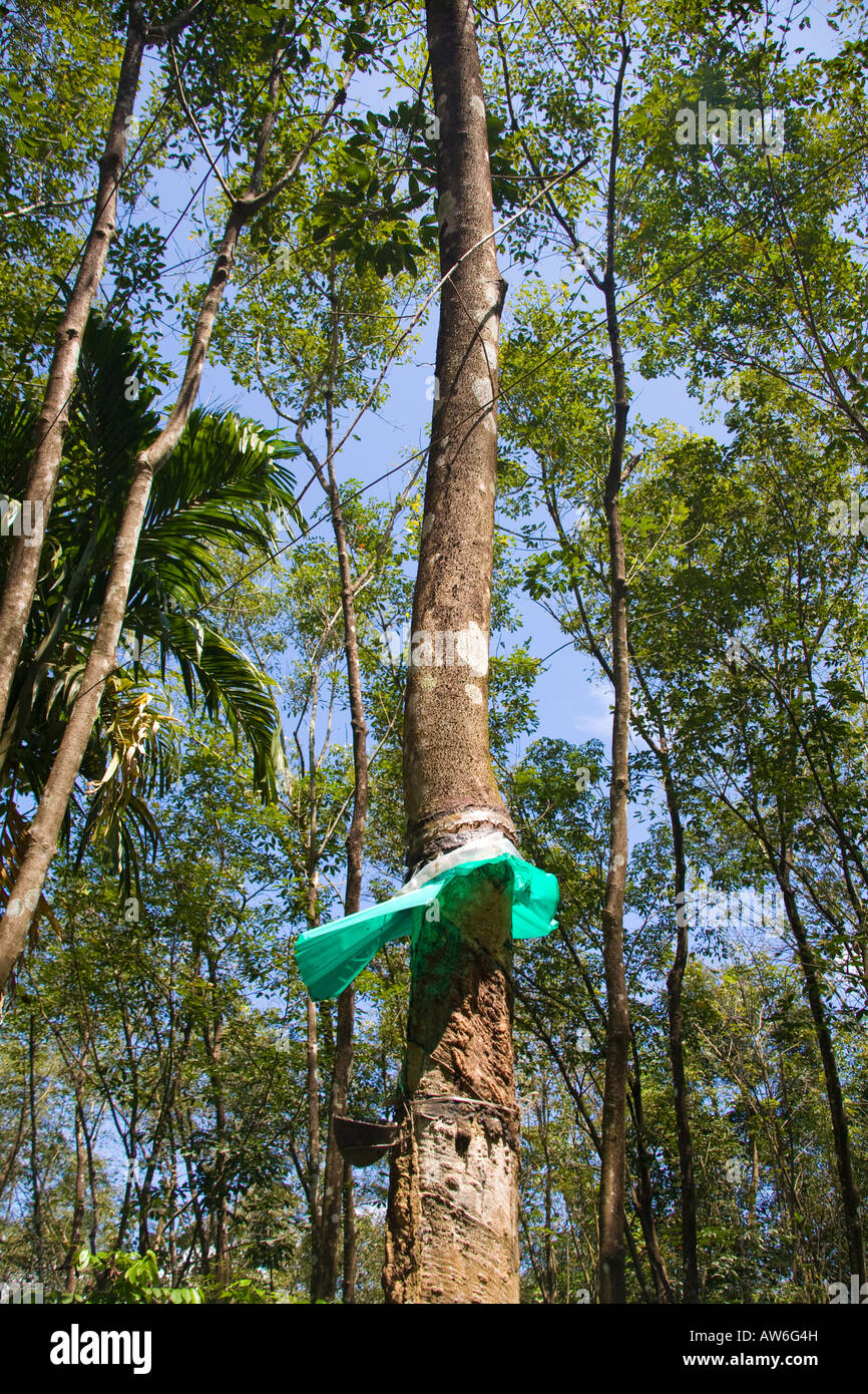 Kerala rubber plantations hi-res stock photography and images - Alamy