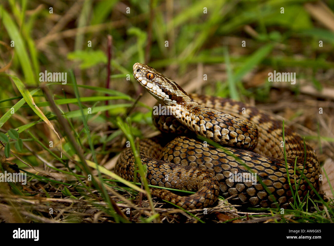 Adder uk bite hi-res stock photography and images - Alamy