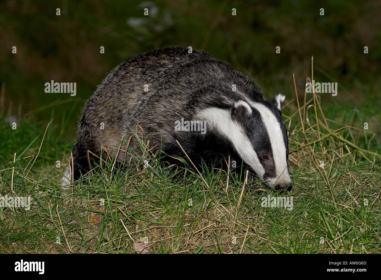 Badger sets hi-res stock photography and images - Alamy