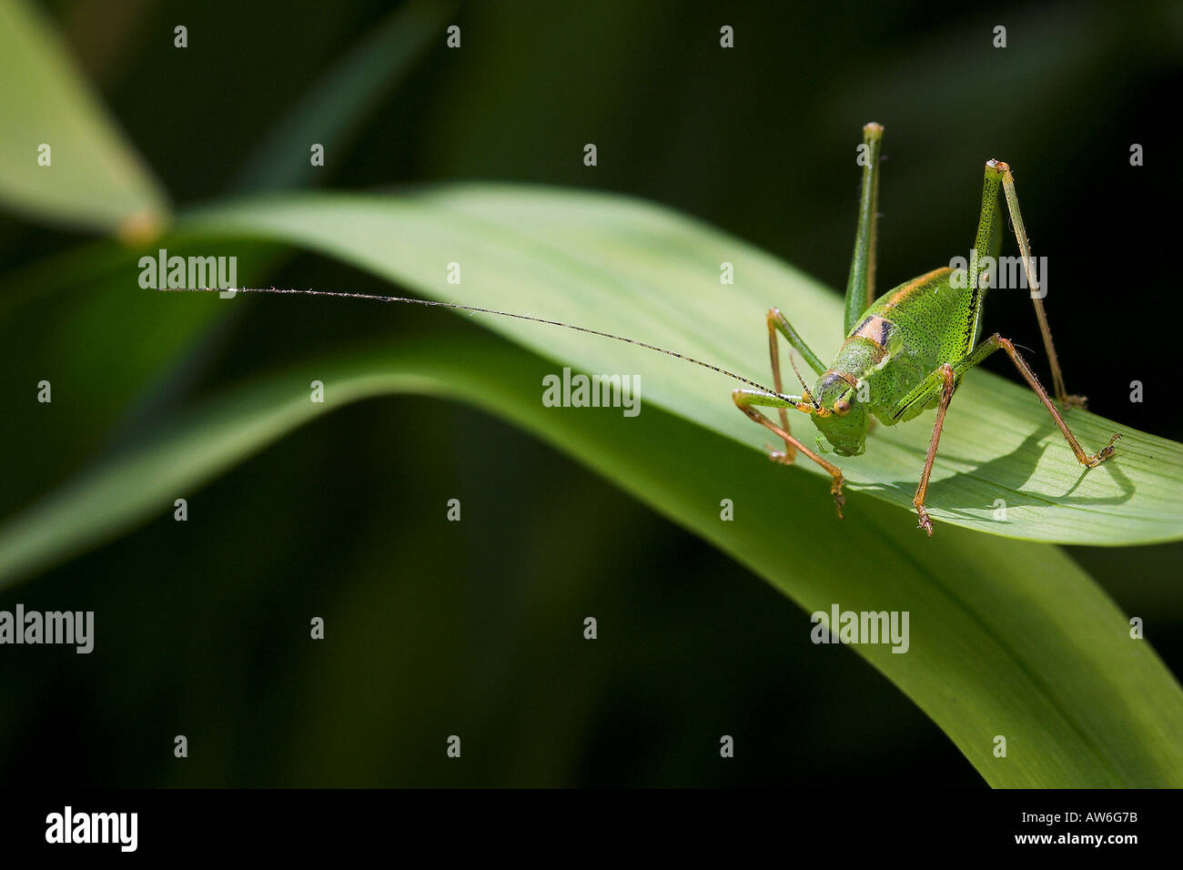 Cricket/grasshopper on a reed-like plant - Hampshire, England, UK Stock ...
