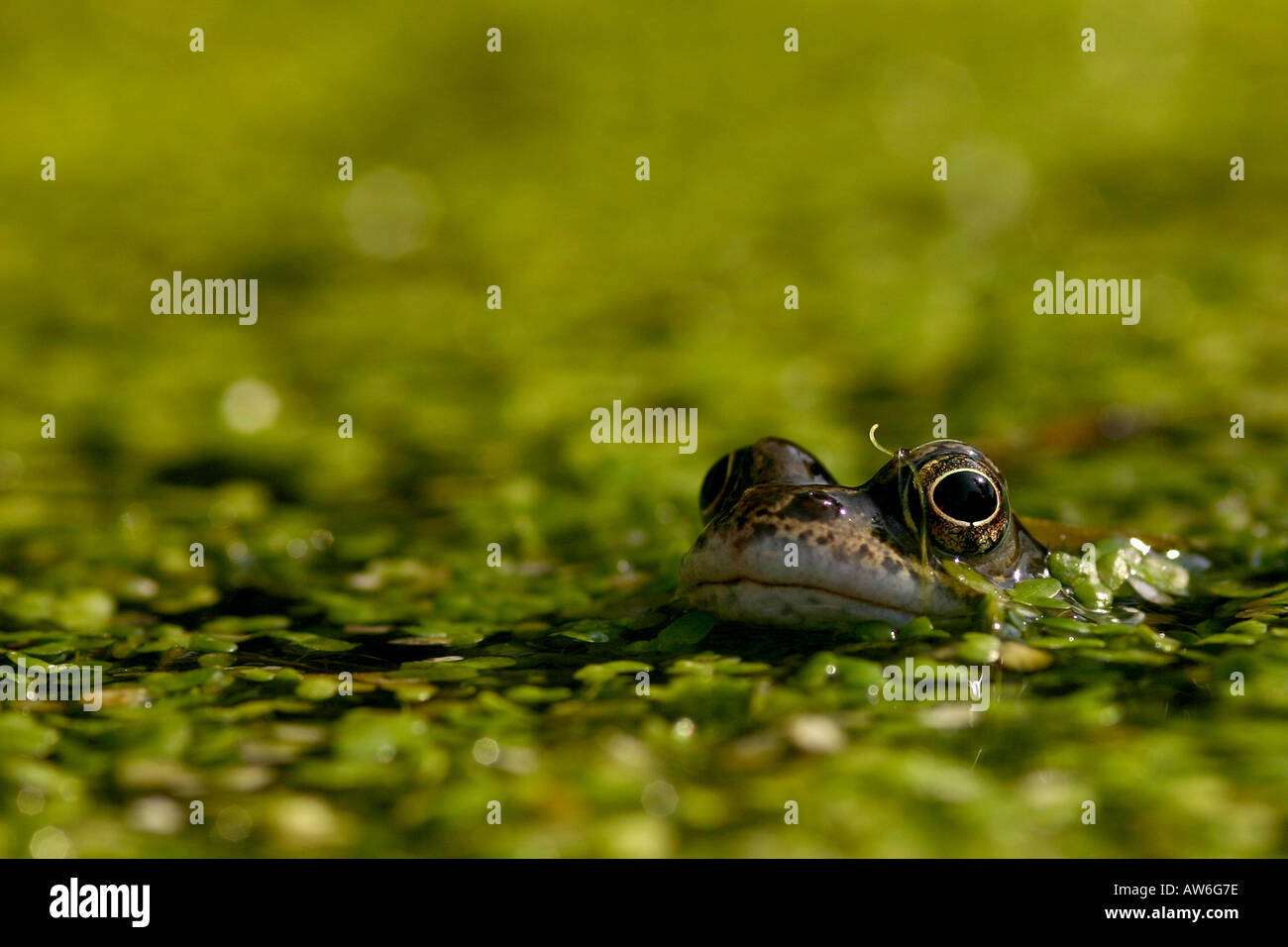 Frog weed pond hi-res stock photography and images - Alamy