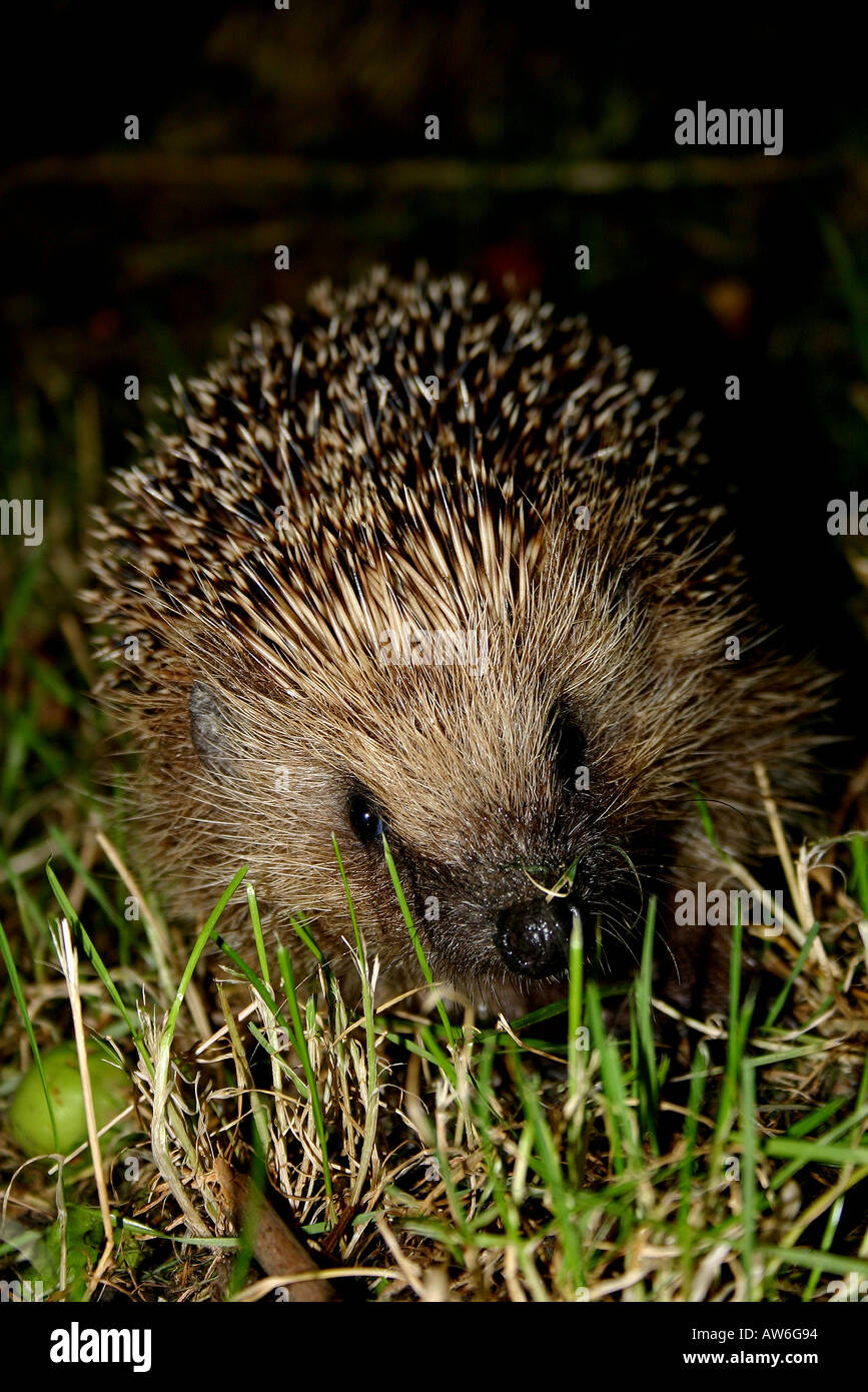 Hibernating hedgehogs uk hi-res stock photography and images - Alamy