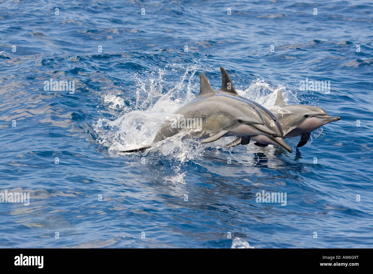 Spinner dolphin, Stenella longirostris, leap into the Pacific air at ...