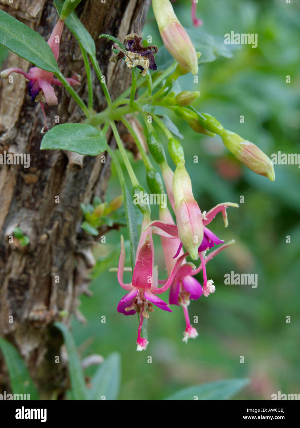 Fuchsia (Fuchsia lycioides Stock Photo - Alamy