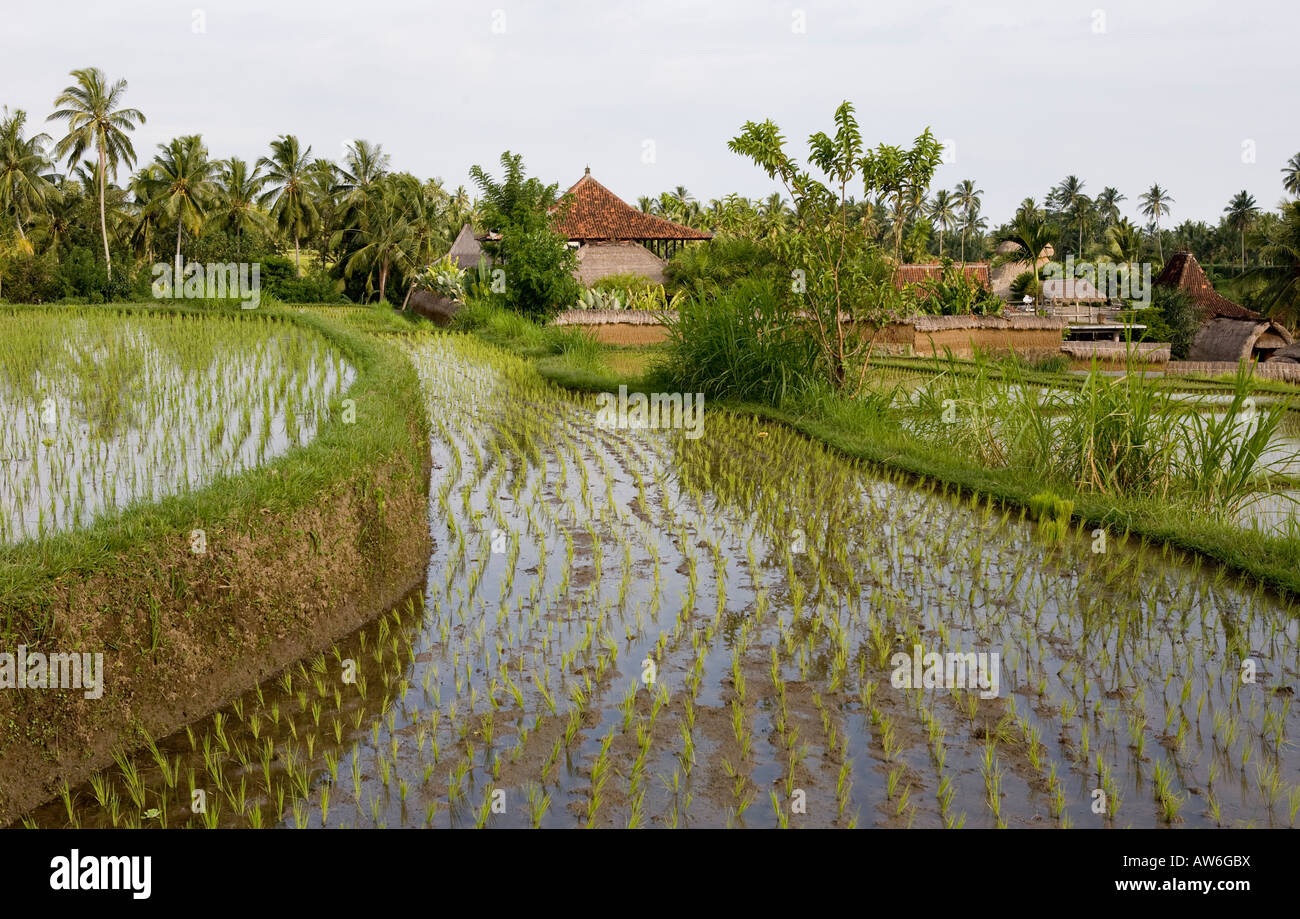 Rice Paddy Fields Ubud Bali Indonesia Stock Photo - Alamy