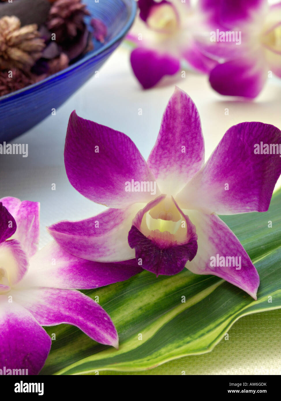 Dendrobium plant hi-res stock photography and images - Alamy