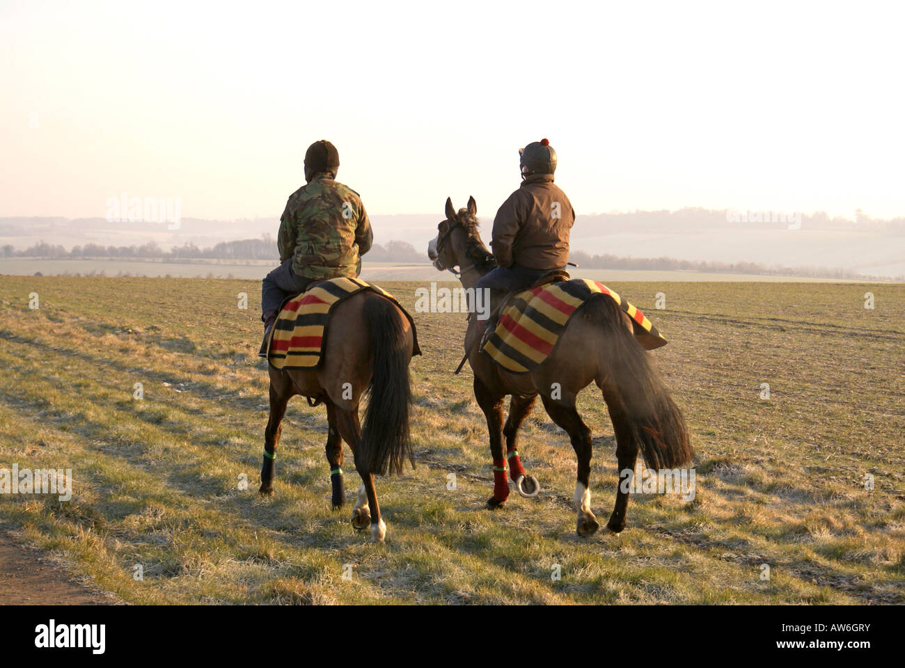 Thoroughbreds returning after riding out on the Berkshire Downs near ...