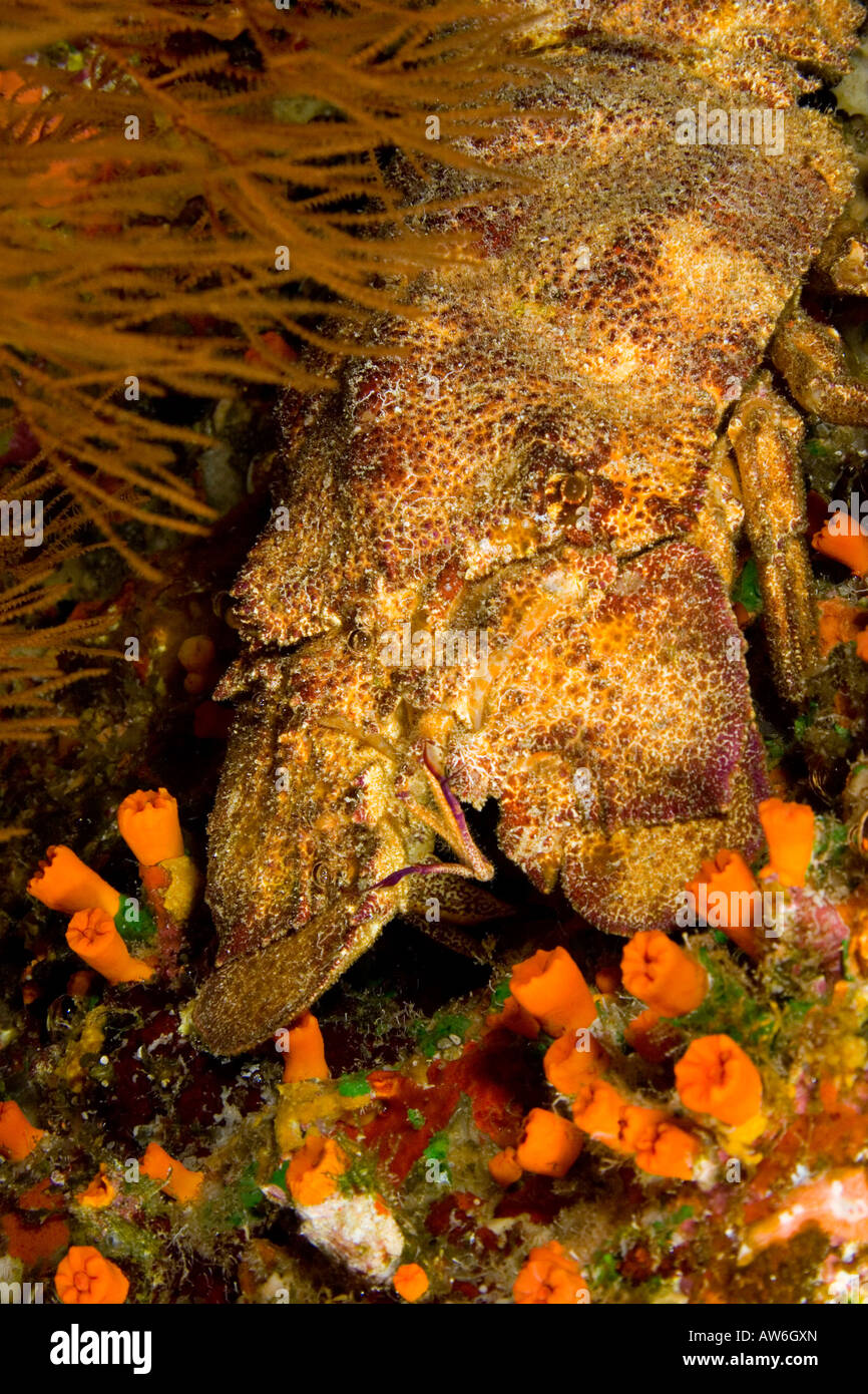 Scyllaridae hi-res stock photography and images - Alamy