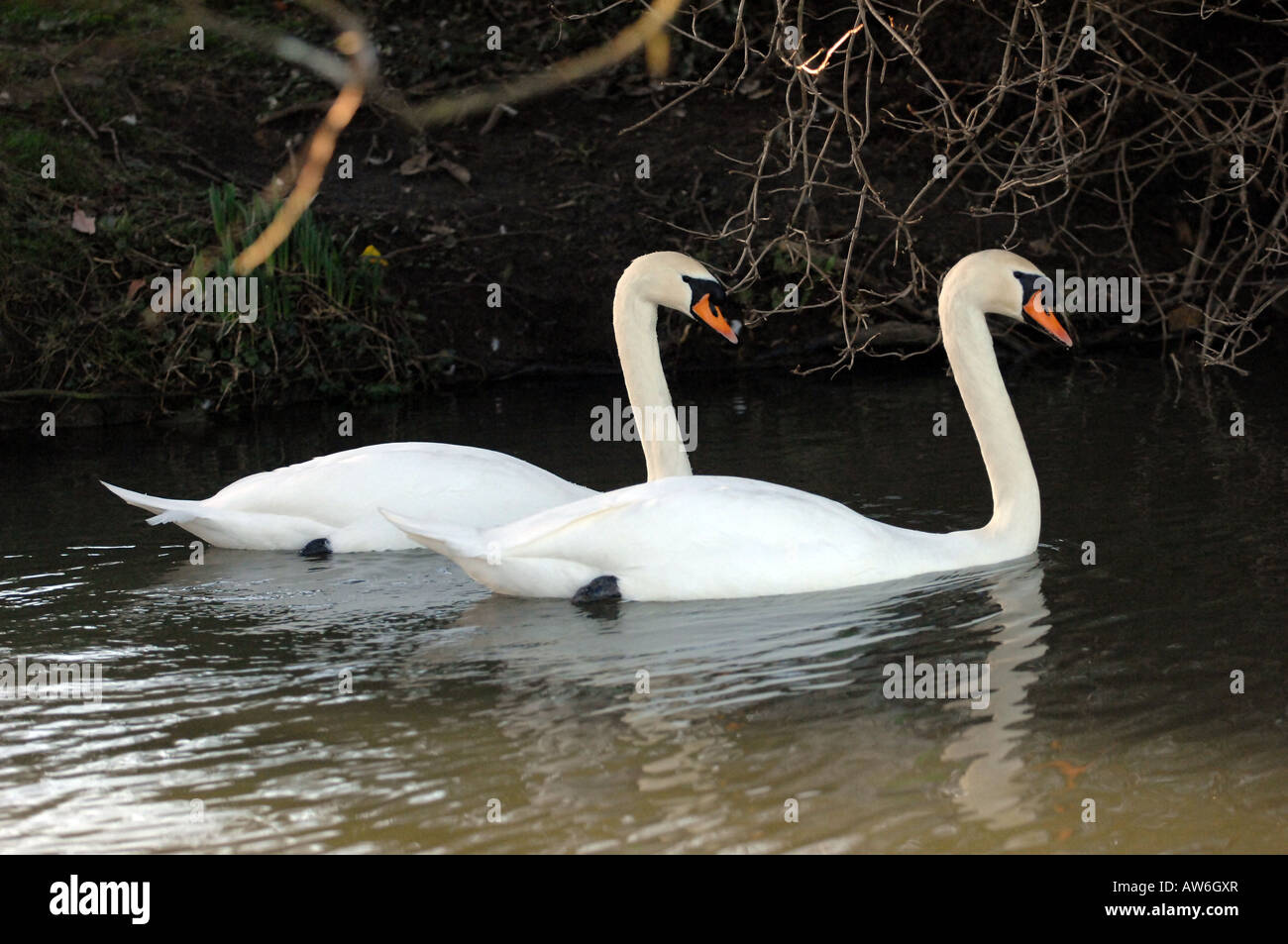 White swan Cut Out Stock Images & Pictures - Alamy