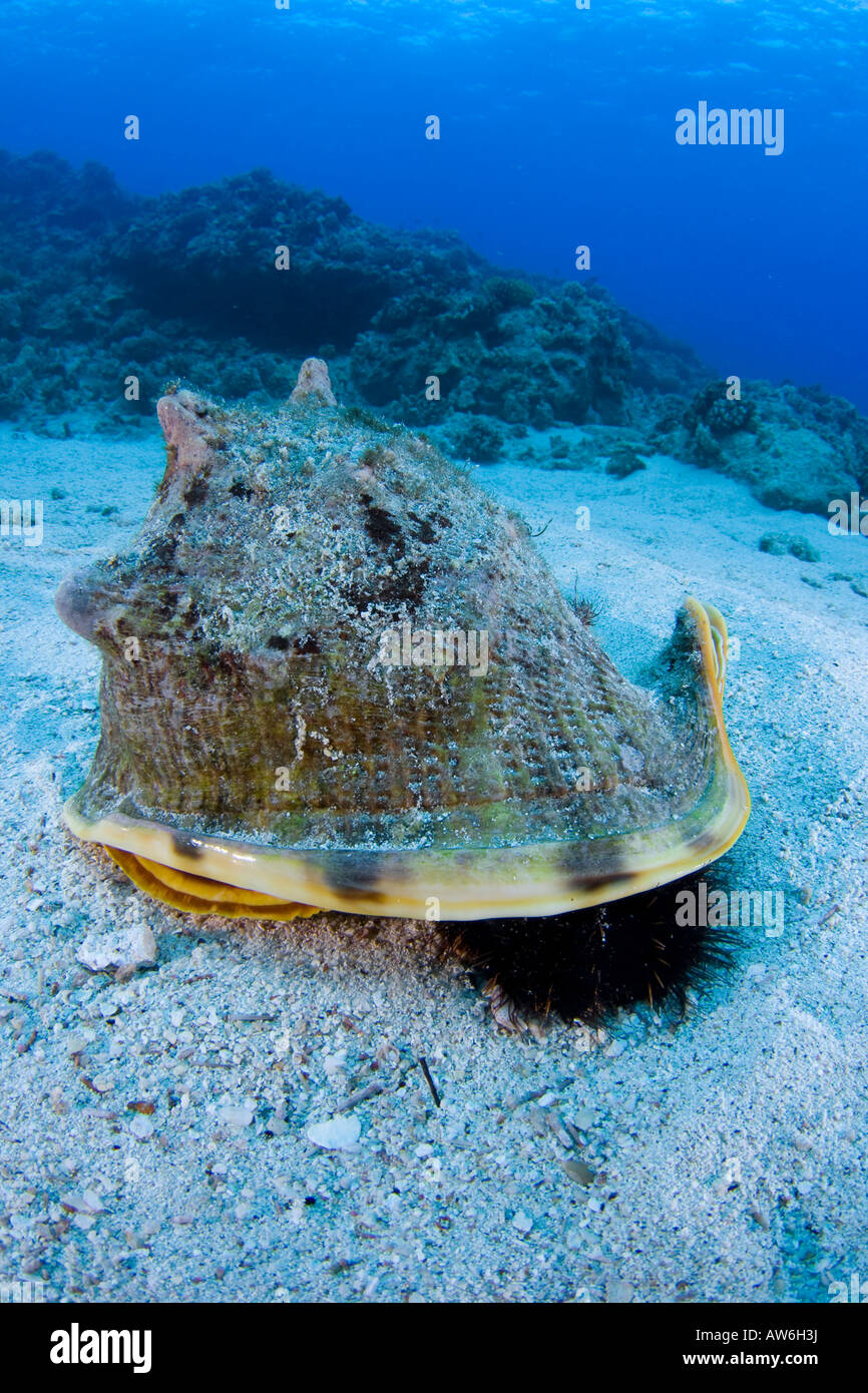 This horned helmet shell, Cassis cornuta, is pictured capturing a sea ...