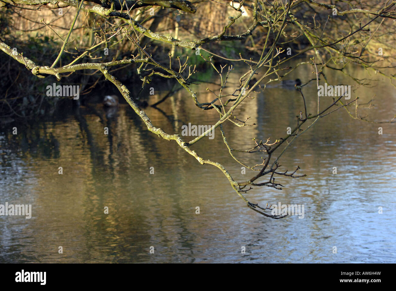A tree branch for Cut Out Stock Images & Pictures - Alamy