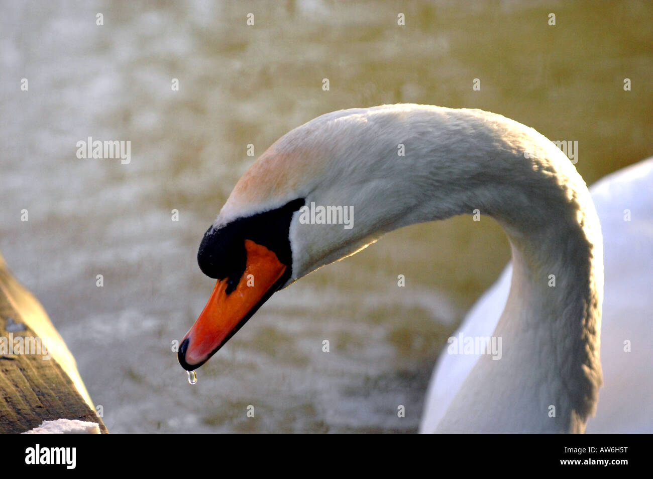 Swan Cut Out Stock Images & Pictures - Alamy