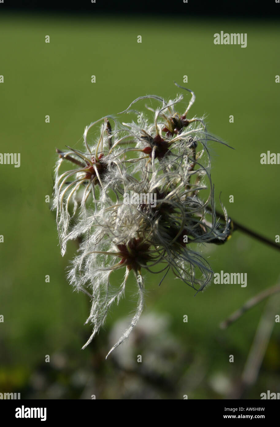 Old mans beard october hi-res stock photography and images - Alamy
