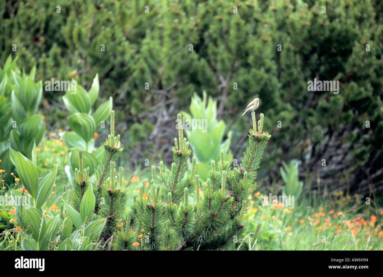 Alpine dwarf vegetation and bird sitting on dwarf pine tree in Pirin ...