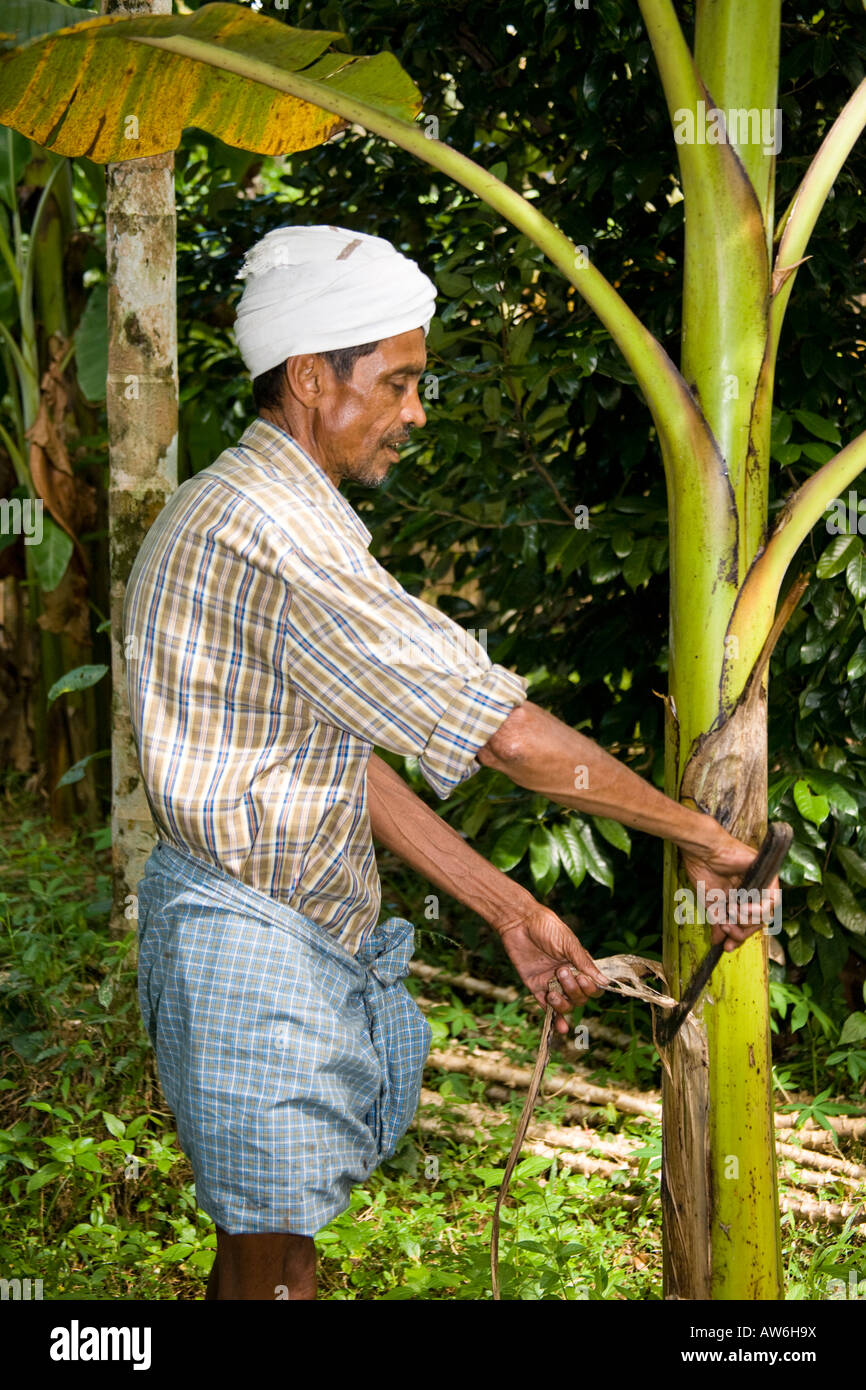 Farm worker cutting dead leaves from a tree, in plantation, Mundackal ...