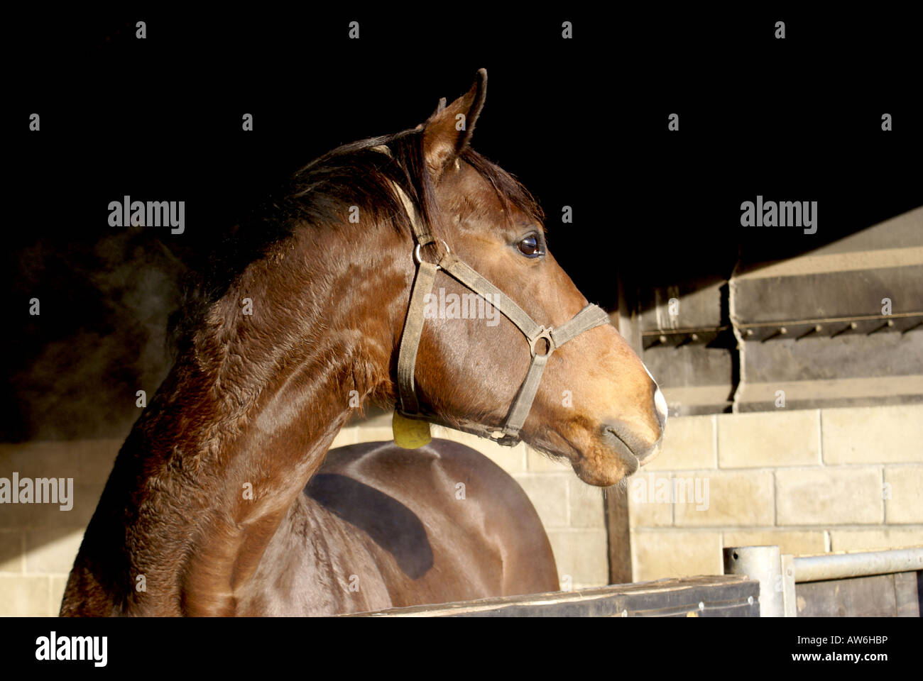 Pure bred breeding hi-res stock photography and images - Alamy