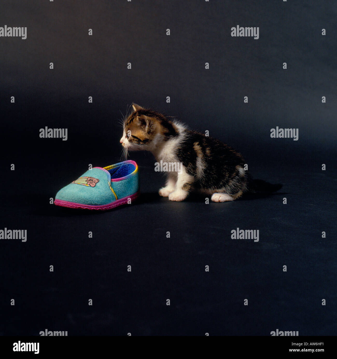 young cat inspecting shoe. Photo by Willy Matheisl Stock Photo - Alamy