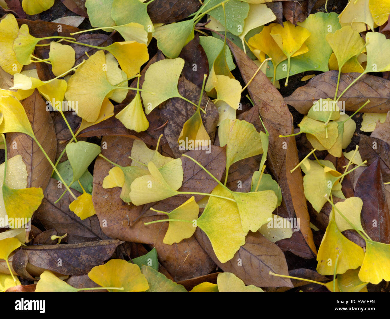 Ginkgo (Ginkgo biloba Stock Photo - Alamy