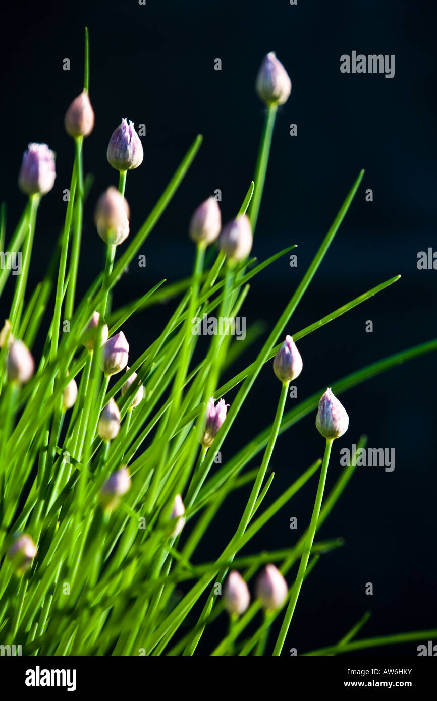 Grow chives hi-res stock photography and images - Alamy