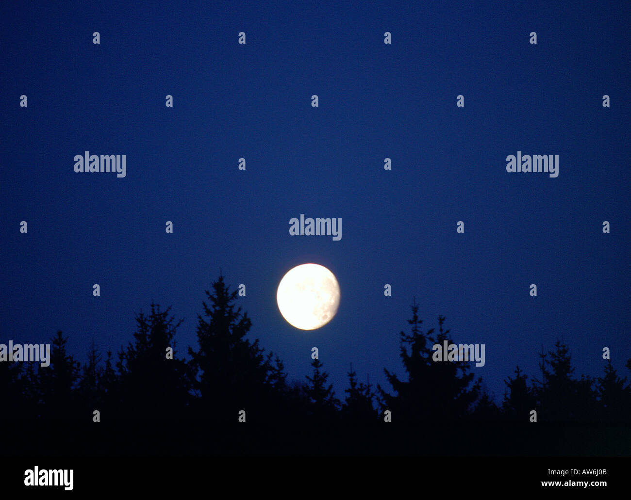 full moon over forest. Photo by Willy Matheisl Stock Photo - Alamy