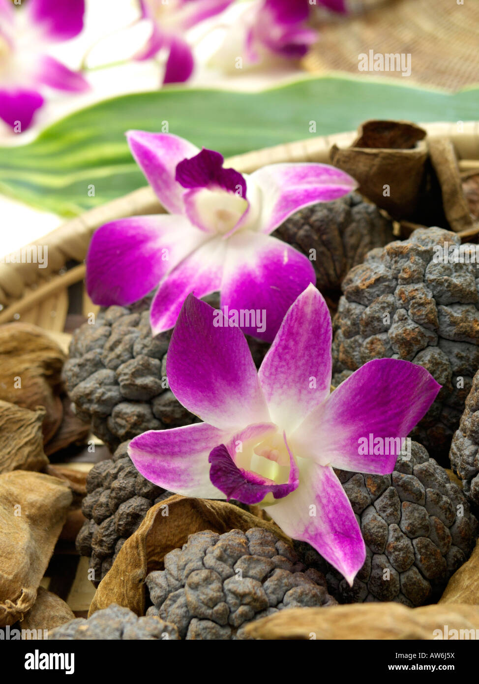 Dendrobium plant hi-res stock photography and images - Alamy