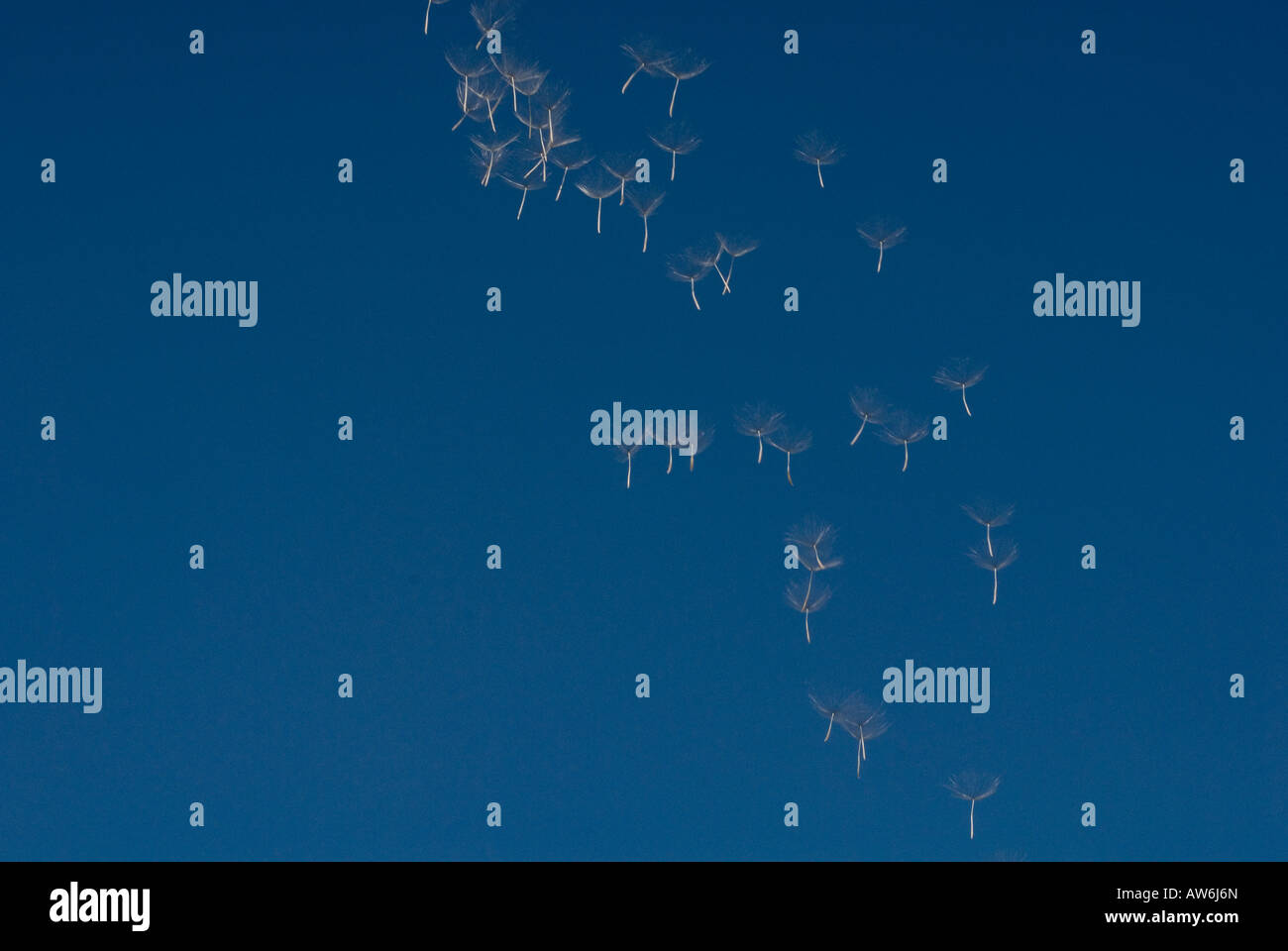 Airborne seeds hi-res stock photography and images - Alamy