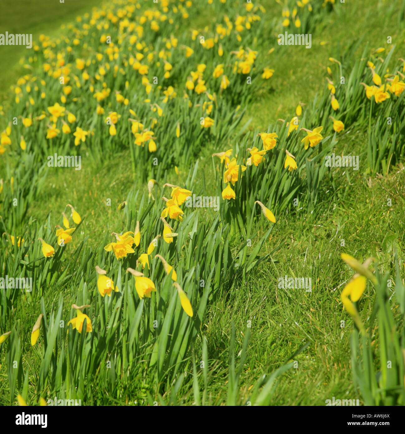 Daffodils field hi-res stock photography and images - Alamy