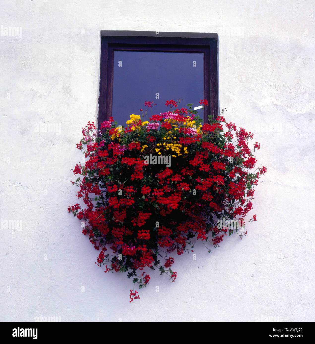 window with geranium , Bavaria, Germany. Photo by Willy Matheisl Stock ...