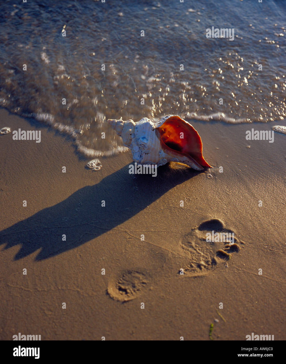 Horse conch florida hi-res stock photography and images - Alamy